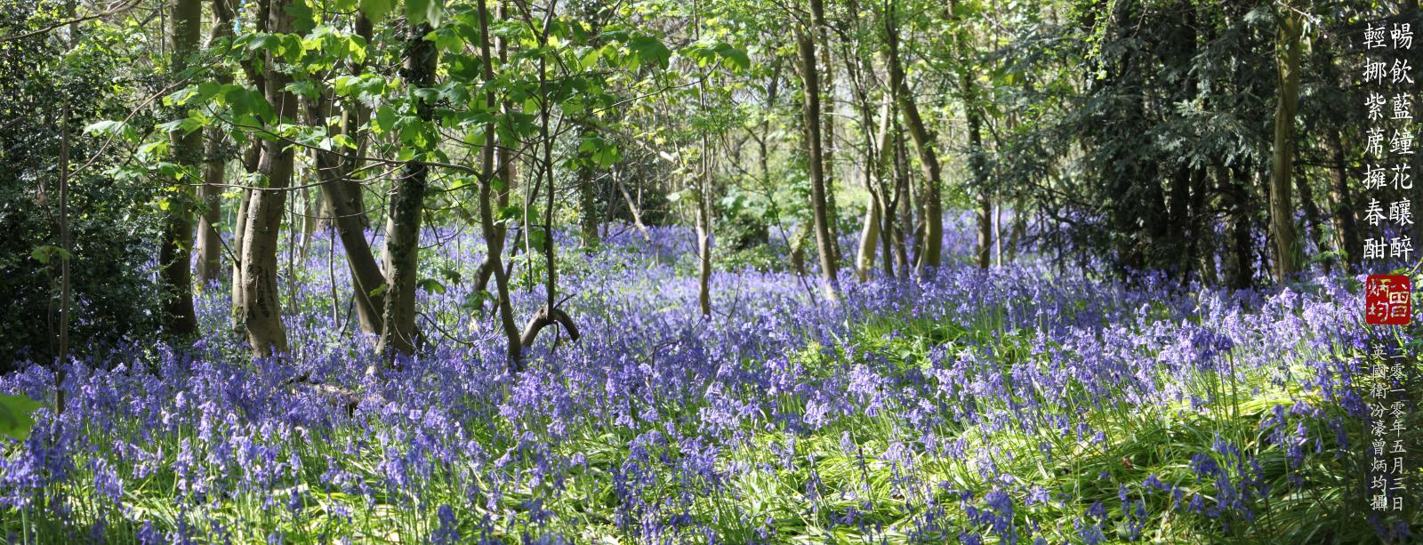Bluebells in Wivenhoe, 3rd May 2010